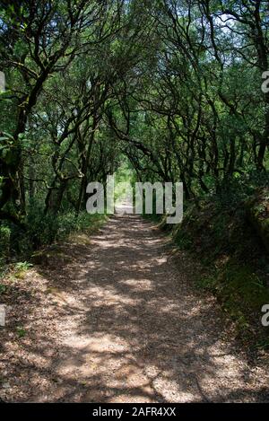 Portugal, Bucaco National Forest, trees, park of Palace Hotel Stock ...