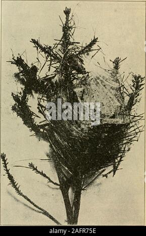 Pinus longifolia Pinus longifolia Stock Photo - Alamy