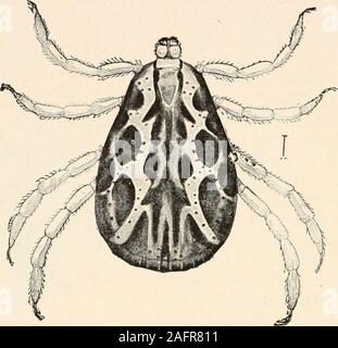 Mite Tyroglyphus Siro Stock Photo - Alamy