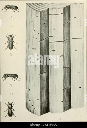 Pinus longifolia Pinus longifolia Stock Photo - Alamy