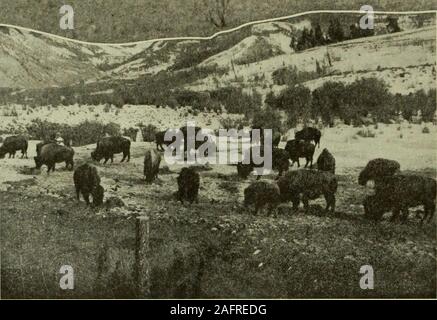 North American Bison (Bison bison) once ranged from Alaska to northern ...