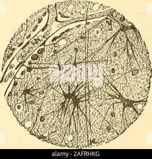 . Insanity, its classification, diagnosis, and treatment; a manual for ...