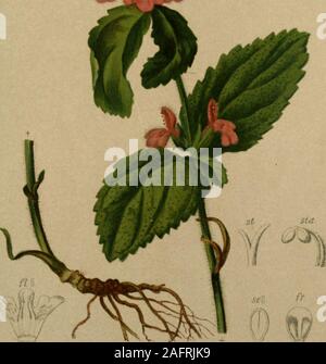 Stachys alpina Atlas Alpenflora Stock Photo - Alamy