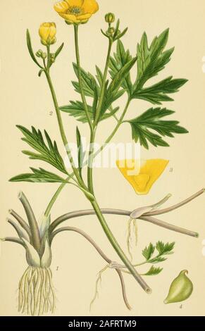 160 Ranunculus repens Stock Photo - Alamy