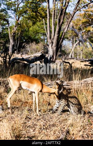 Leopard hunting Impala, Impala is alive, at morning forest, in Moremi ...