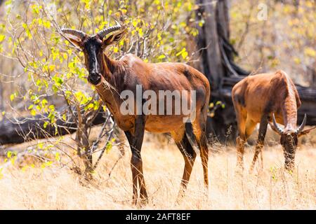 Topi standing at savannah, Moremi game reserve, Okavango delta ...
