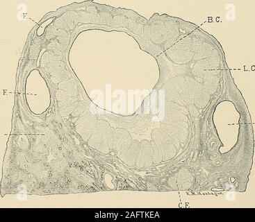 . The diagnosis of diseases of women . surface a large irregular area ...