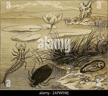 Digestive system of a beetle Stock Photo - Alamy