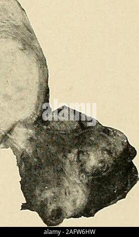 . The diagnosis and treatment of diseases of women. structures most ...