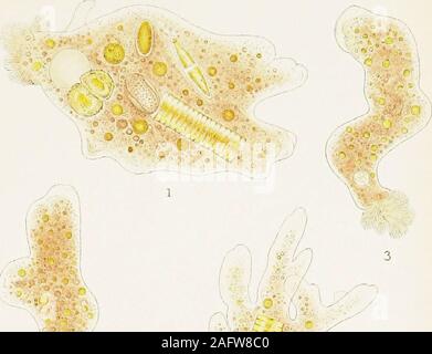 . The British freshwater Rhizopoda and Heliozoa. Fig. 7.—Test oi ...