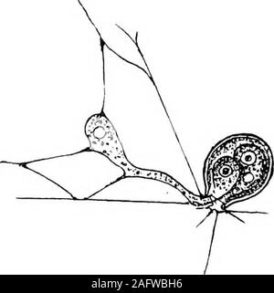 . The British freshwater Rhizopoda and Heliozoa. Fig. 7.—Test oi ...