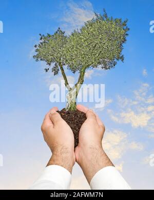 Olive tree in hands as a symbol of nature protection Stock Photo - Alamy