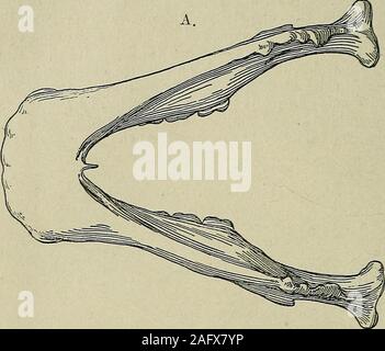 Piltdown 1 molar Stock Photo - Alamy