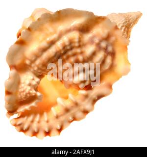 Common Distorsio shell (Distorsio anus) c7cm. Region: Indo-Pacific ...