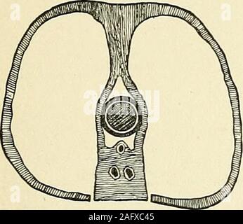 . Studies on hypertrophy and cancer of the prostate. Fig. 7.—Six cross ...