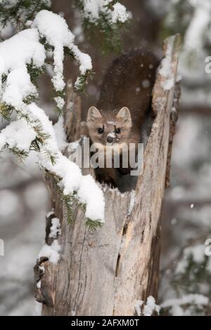 American pine marten Martes americana, adult standing on snow, Montana ...