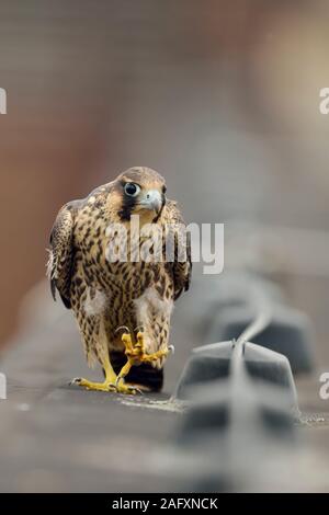Peregrine (Falco peregrinus) fledgling walking on ground after first ...