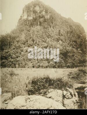 Borneo camphor tree (Dryobalanops aromatica): flowers, leafy stem and ...