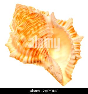 Common Frog shell (Bufonaria rana) c5.5cm. Region: Indo-Pacific / Japan Stock Photo - Alamy