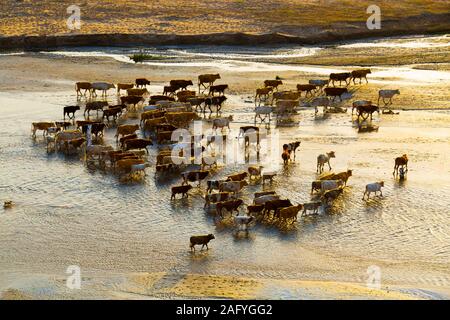 Cattle walking in river Stock Photo - Alamy