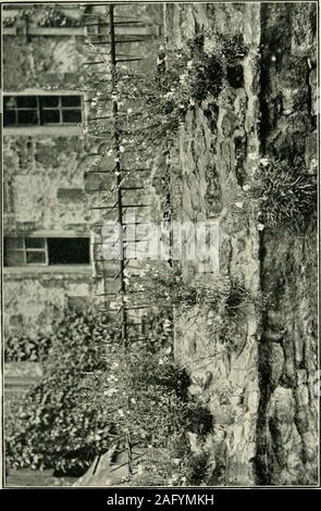 The undergraduates of University College, Oxford - Trinity Term 1917. C ...