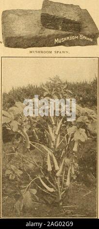 watermelon and netted melon Stock Photo - Alamy