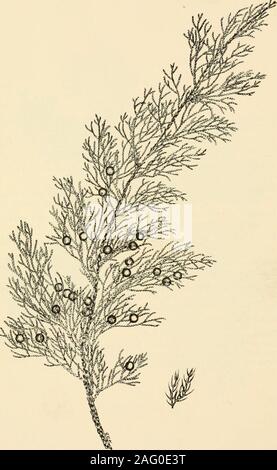 Fork with small cones Stock Photo - Alamy