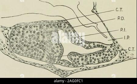 . Journal of anatomy . Fig. 2.—Longitudinal section through supraton ...
