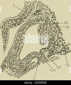 . Journal of anatomy . Fig. 2.—Longitudinal section through supraton ...