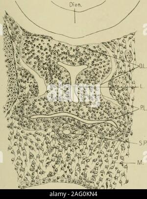 . Journal of anatomy . Fig. 3. — Longitudinal section through supra ...