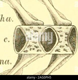 . British and Irish Salmonidae. Salmon. VERTEBRAL COLUMN. 15 The ...