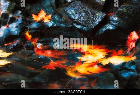 Fallen leaves in a puddle on the ground Stock Photo - Alamy