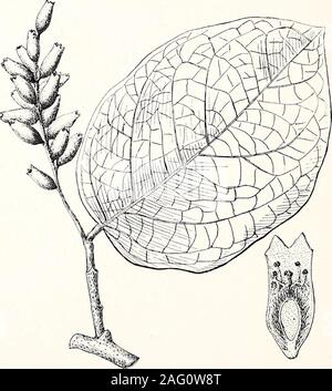 Collecting: Snowball Snowball Stock Photo - Alamy