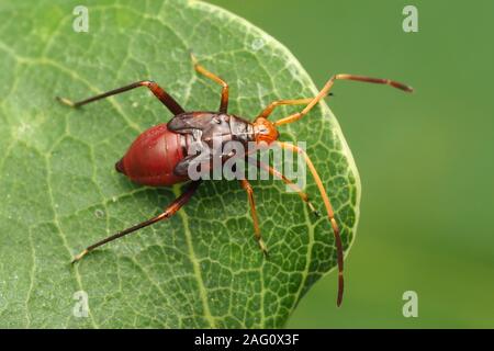 Megacoelum infusum mirid bug at rest on oak leaf. Tipperary, Ireland ...
