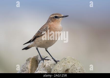 Wheatear on Rocks Stock Photo - Alamy