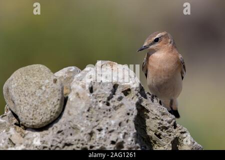 Wheatear on Rocks Stock Photo - Alamy