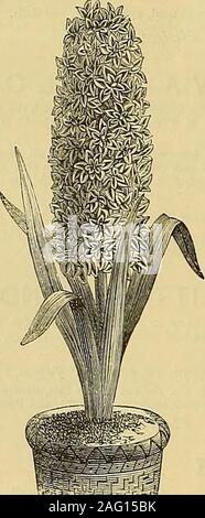 Yellow narcissus, Campernelle narcissus Stock Photo - Alamy