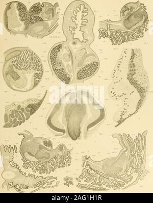 This section from the Danish Ingolf-Expedition discusses the Copepoda ...