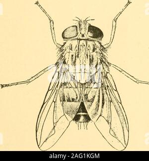 Cordylobia anthropophaga, tumbu fly Stock Photo - Alamy