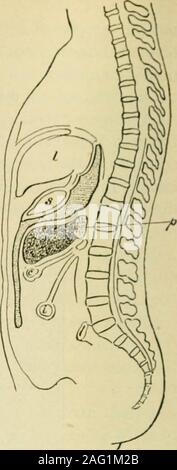 . A manual of operative surgery . Posterior posterior. FIG. 138 ...