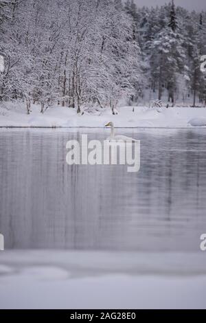 Swan (cygnus cygnus) in Muonio, Lapland Stock Photo - Alamy