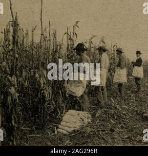 Corn pollen and silk on ear of corn. Pollination, grain farming and ...
