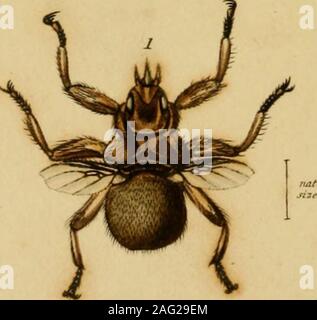 . Insects . Explanation of Plate IV. Fig. 1. Cryophilus alaskanus ...