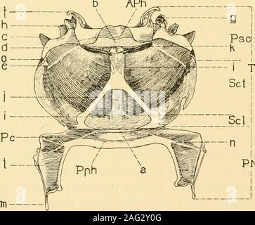Smithsonian miscellaneous collections . of the trochanter (fig. 8 F, fr ...