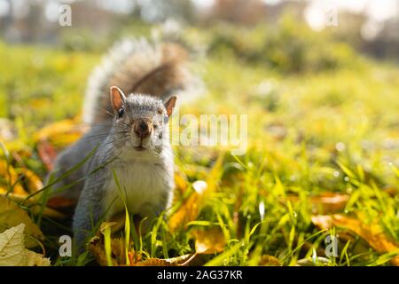A cute brown squirrel sitting on a tree branch during the daytime Stock ...