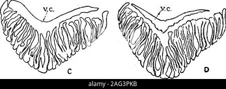 . On the Development and Morphology of the Leaves of Palms. A D Fig. 4 ...