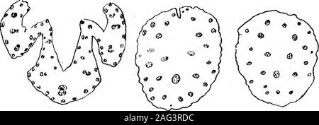. On the Development and Morphology of the Leaves of Palms. A D Fig. 4 ...
