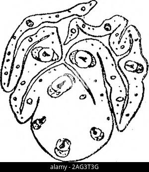 . On the Development and Morphology of the Leaves of Palms. A D Fig. 4 ...