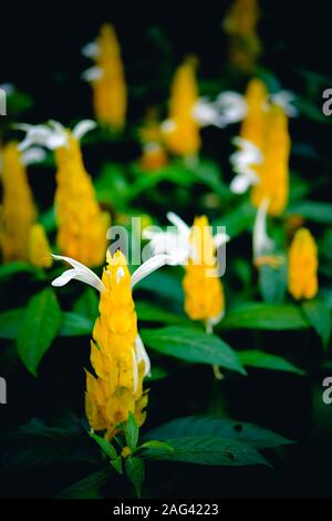 A vertical shot of a beautiful yellow flower Stock Photo - Alamy