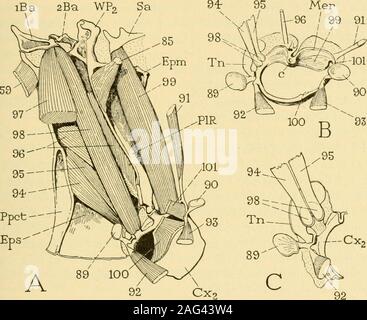 . Smithsonian miscellaneous collections. or muscle of the leg base (fig ...